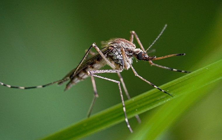 What Every Houston Homeowner Ought To Know About Effective Mosquito ...
